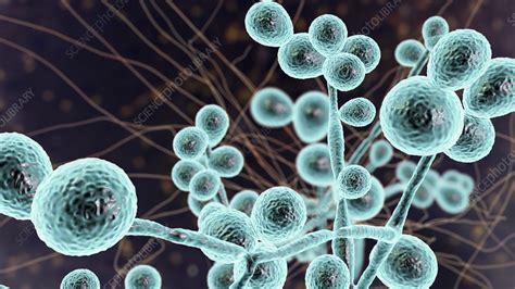Candida Yeast And Hyphae Stages Illustration Stock Image F0325837