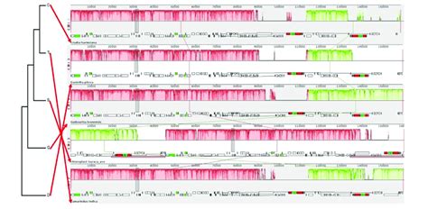 The Mauve Alignment Of Cp Genomes Of Five Different Detarioideae
