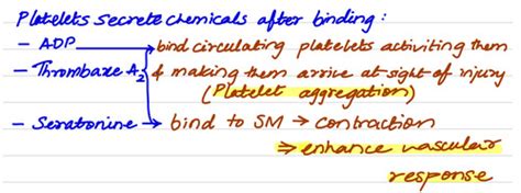 Physio Flashcards Quizlet Physio Flashcards Quizlet