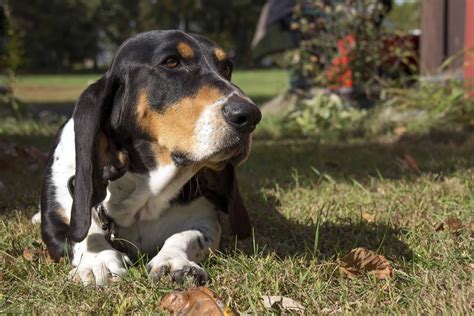 About The Breed Basset Hound Highland Canine Professional Dog