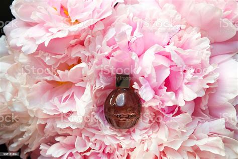 아름 다운 모란 꽃 닫습니다 모란 꽃잎의 매크로 사진입니다 4월에 대한 스톡 사진 및 기타 이미지 4월 5월 계절 Istock