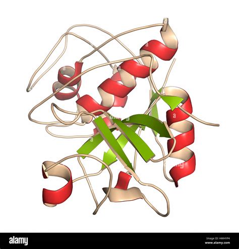 Protease Enzyme Structure