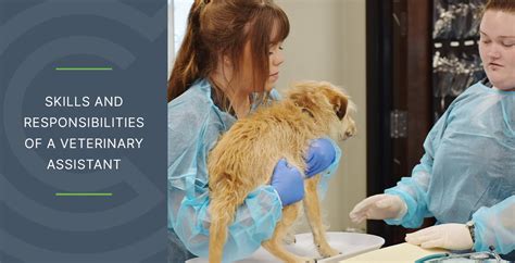 Skills And Responsibilities Of A Vet Assistant