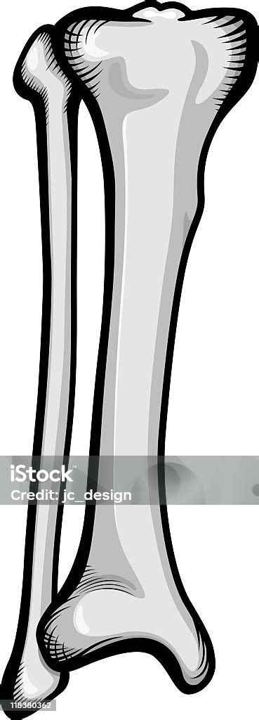 Tulang Fibula Dan Tibia Ilustrasi Stok Unduh Gambar Sekarang Anatomi Fibula Gambar Warna