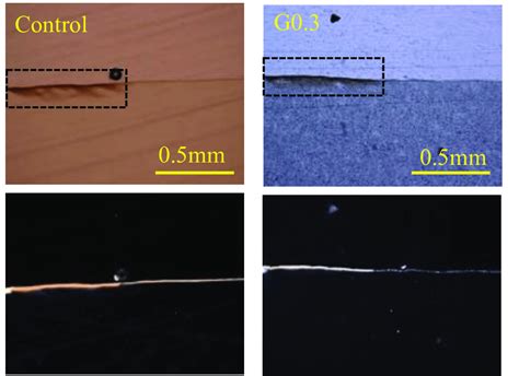 Typical Tom Micrographs Of The Fracture Subsurface Of Senb Specimens Download Scientific