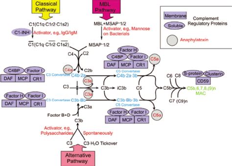 Three Complement Activation Cascades Abbreviations C1 Inh C1 Download Scientific Diagram