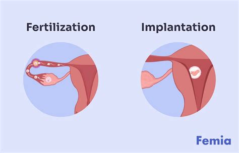 How Long After Sex Does Implantation Occur Understanding The Timeline Femia Health