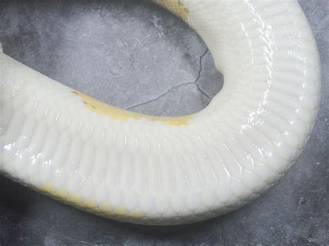 Piebald Ball Python Traits Morphpedia