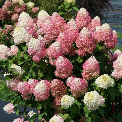 Hydrangea Quick Fire Fab® Garden Crossings