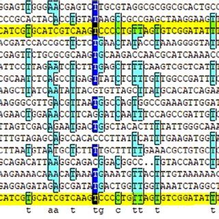 Multiple Sequence Alignment And Pairwise Alignment Score Right Of S