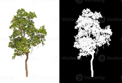 árbol único Con Trazado De Recorte Y Canal Alfa Sobre Fondo Negro