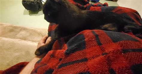 Grumpy Catto Album On Imgur