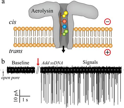 Driven Translocation Of Polynucleotides Through An Aerolysin Nanopore Analytical Chemistry