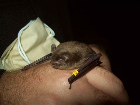 Rkandk Providing Solutions To Protect Threatened And Endangered Bat