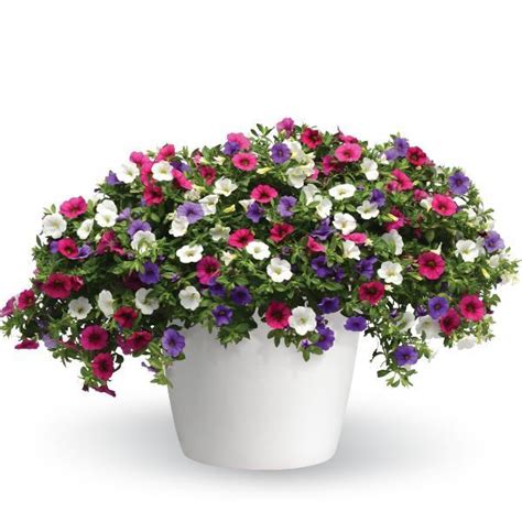 Wild Berry Trixi®
