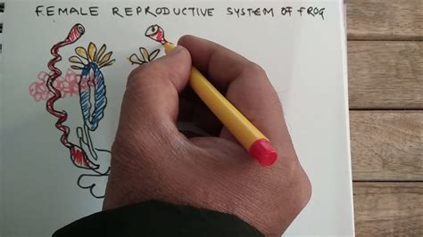How To Draw Female Reproductive System Of Frog Biology Drawing
