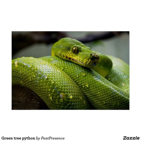 Les Reptiles Reptiles And Amphibians Mammals Rainforest Biome Tropical Rainforest