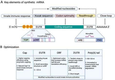 【星耀小课堂】mrna篇 Mrna序列优化全解析 知乎