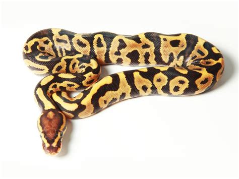 Fire Leopard Morph List World Of Ball Pythons