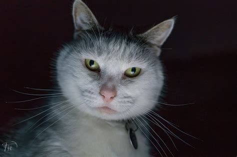 Noise Reduction Example Rtravishalesciphotog