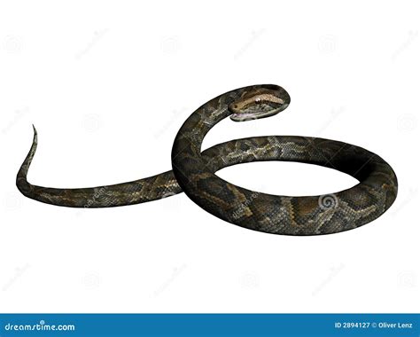Python Illustration Stock Illustration Illustration Of Isolation 2894127