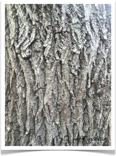 Walnut Tree Identification Bark 🌳simple Ways To Correctly Identify