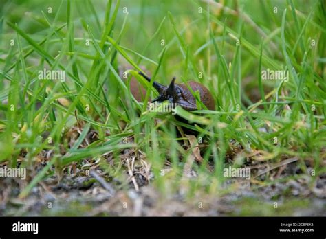 Slug Anatomy Hi Res Stock Photography And Images Alamy