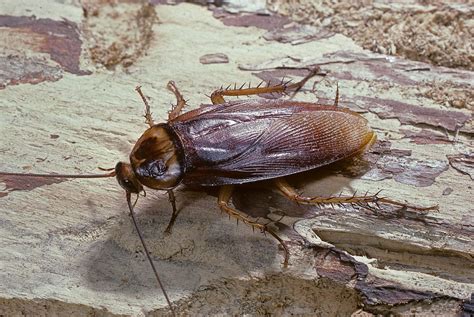 Cockroach Definition Description Pests Life Cycle Taxonomy Facts