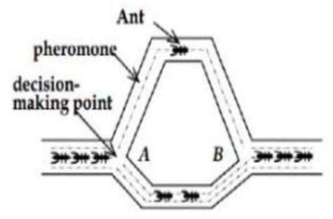 ant colony optimization process download scientific diagram