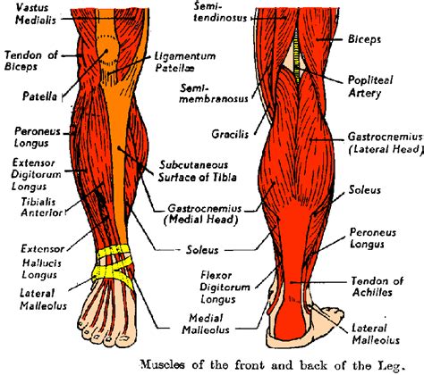 1000 Images About Anatomy On Pinterest Massage Therapy Muscle And Scapula Muscoli