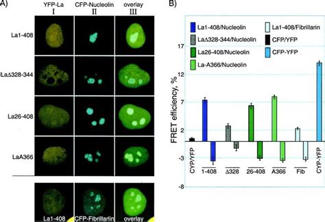 Nucleolin Alchetron The Free Social Encyclopedia