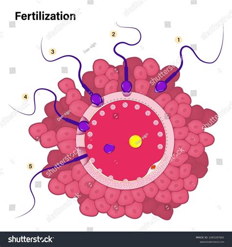 Sperm And Egg Fertilization Process