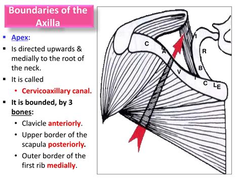 Ppt Anatomy Of The Axilla Powerpoint Presentation Free Download Id
