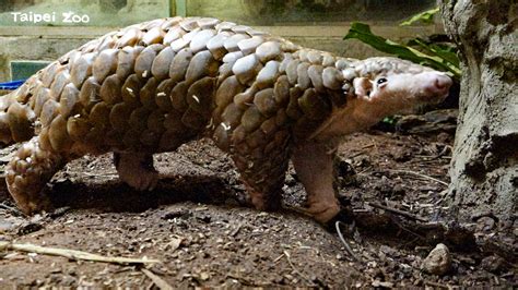 臺北市立動物園 新聞稿 穿山甲「穿胖」締造傳奇一生 見證臺灣穿山甲保育歷程