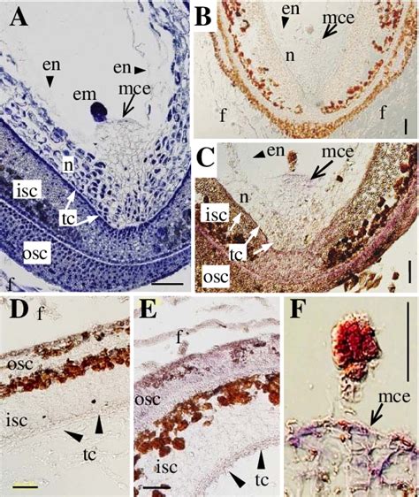 Figure 5 From New Insights Into Roles Of Cell Wall Invertase In Early