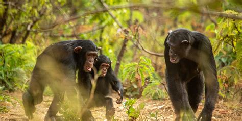 Sex Power And Peace How Bonobos And Chimpanzees Reveal Our