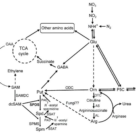 Polyamine Pa Pathway Overview Of The Pa Biosynthetic Pathway Download Scientific Diagram