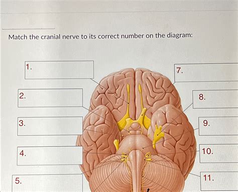 Solved Match The Cranial Nerve To Its Correct Number On The