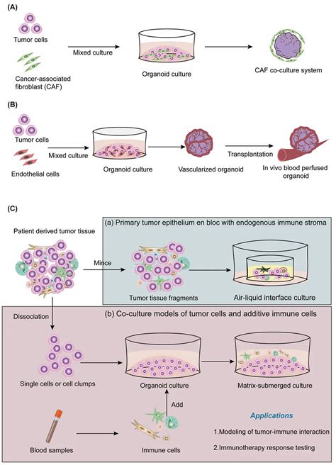 肿瘤类器官的“deepseek”：黑玉科学肿瘤类器官ai智能制造与药物筛选 黑玉星岩国际科学技术（北京）有限公司