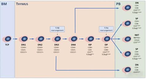 Mouse T Cell Activation How To Systematically Analyze Its Development
