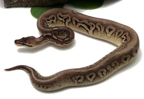 Pewter Female Dynasty Reptiles