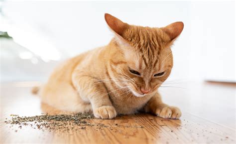 What Is Catnip And How Does It Affect Your Cat Martha Stewart