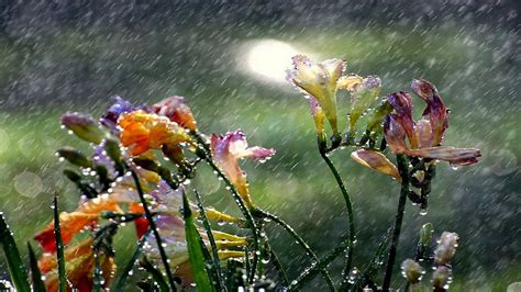 🔥 40 Rainy Day Wallpapers Widescreen Wallpapersafari