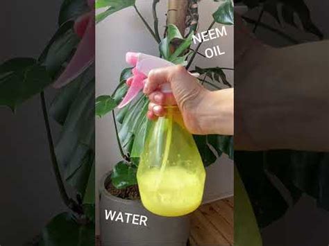 Thrips On Monstera Leaves And How To Get Rid Of Them Youtube