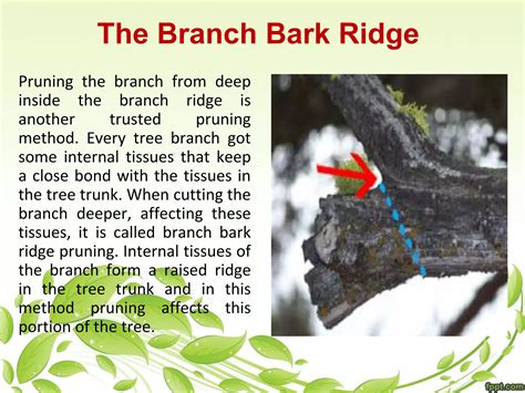 Fruit Tree Pruning Methods Tree Care Pptx