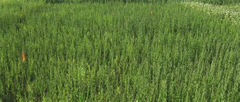 The More The Better Multi Species Vs Single Species Cover Crops For Carrots Organic Science
