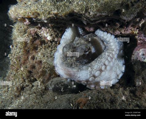 An Octopus Common Octopus Octopus Vulgaris Rests In The Reef At