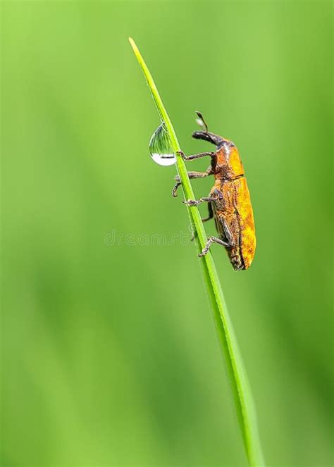 Weevil Beetle Climbing The Grass To The Dew In The Morning Stock Image