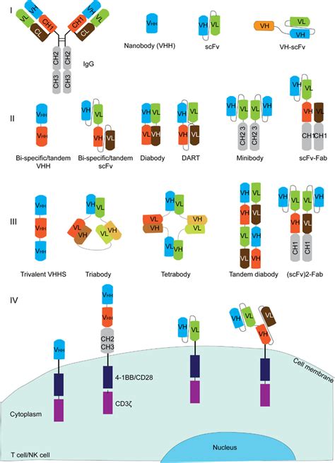 Illustration Of Four Classes Of Antibody Formats I Mono‐specific Download Scientific Diagram