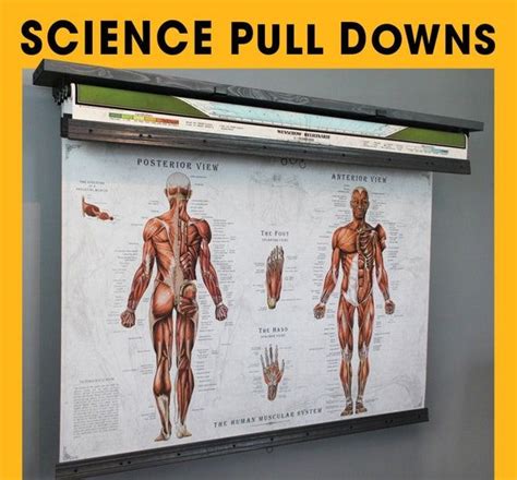 Science Charts Biology Chemistry Homeschool Charts Human Etsy